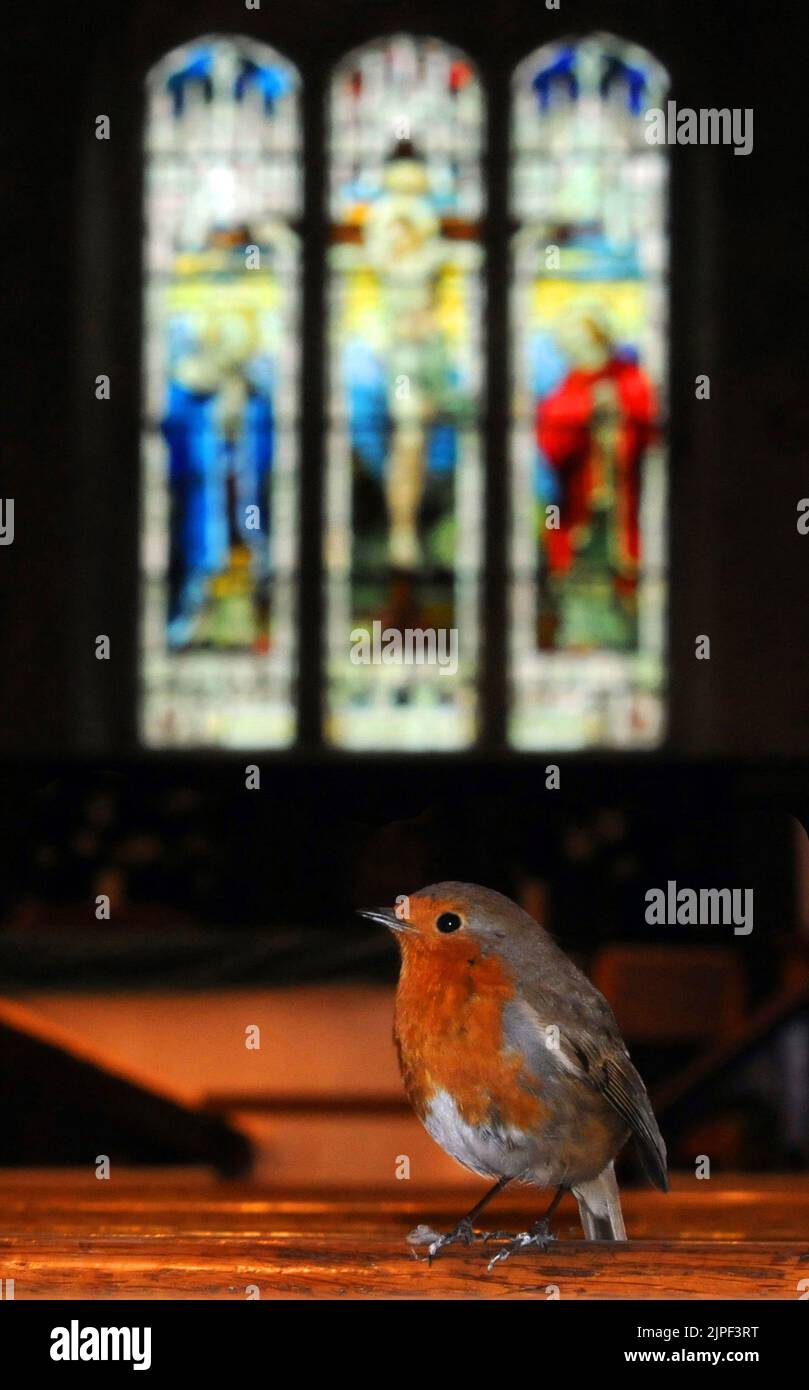 He doesn’t look like a bird of pray but Chirpy the Robin has joined the ...