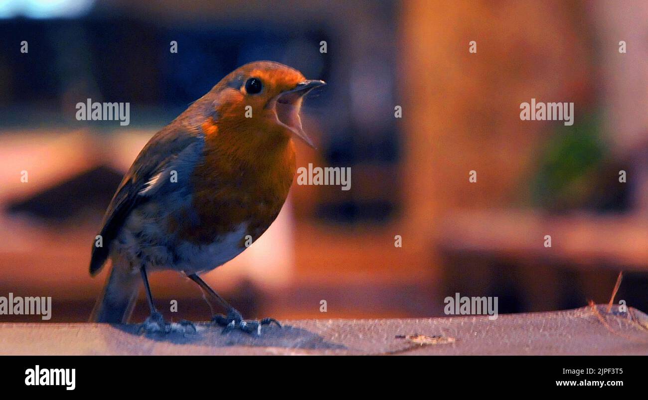 He doesn’t look like a bird of pray but Chirpy the Robin has joined the ...