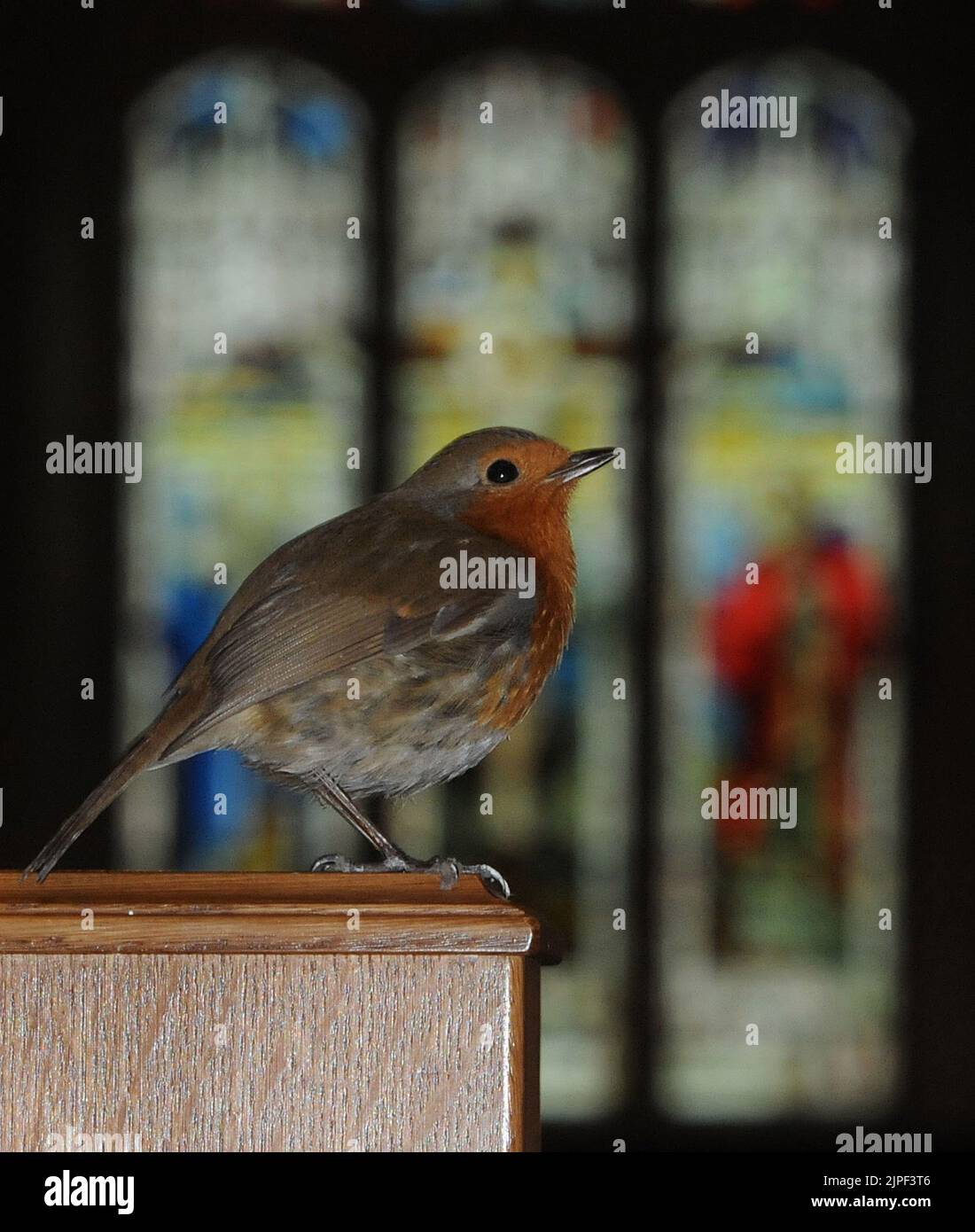 He doesn’t look like a bird of pray but Chirpy the Robin has joined the ...