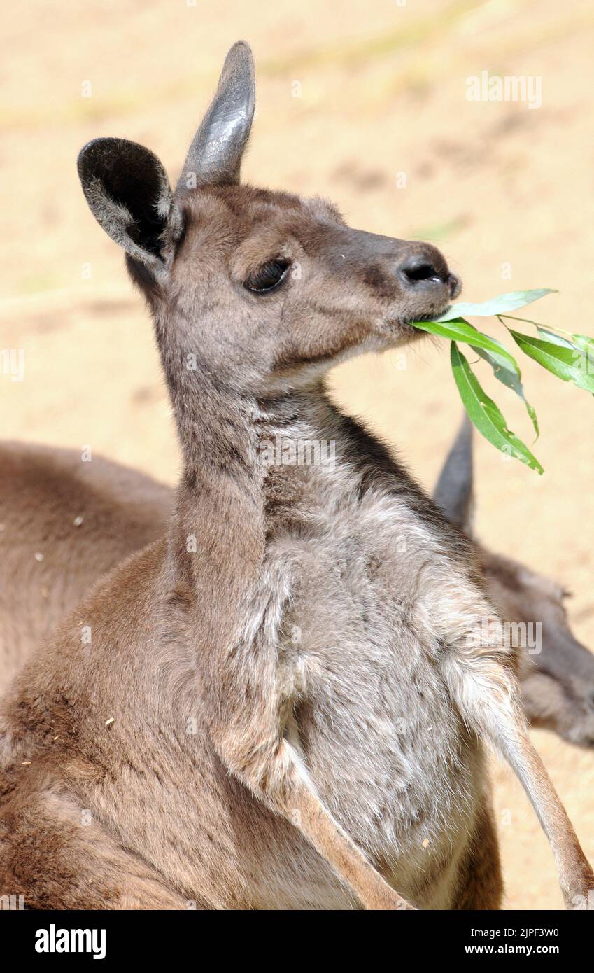 GREY KANGAROO, MARWELL, HAMPSHIRE MIKE WALKER PICTURES, 2011 Stock ...