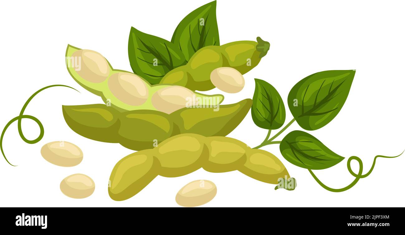 Edamame soy beans with pods and leaves isolated. Vector soybean green ...