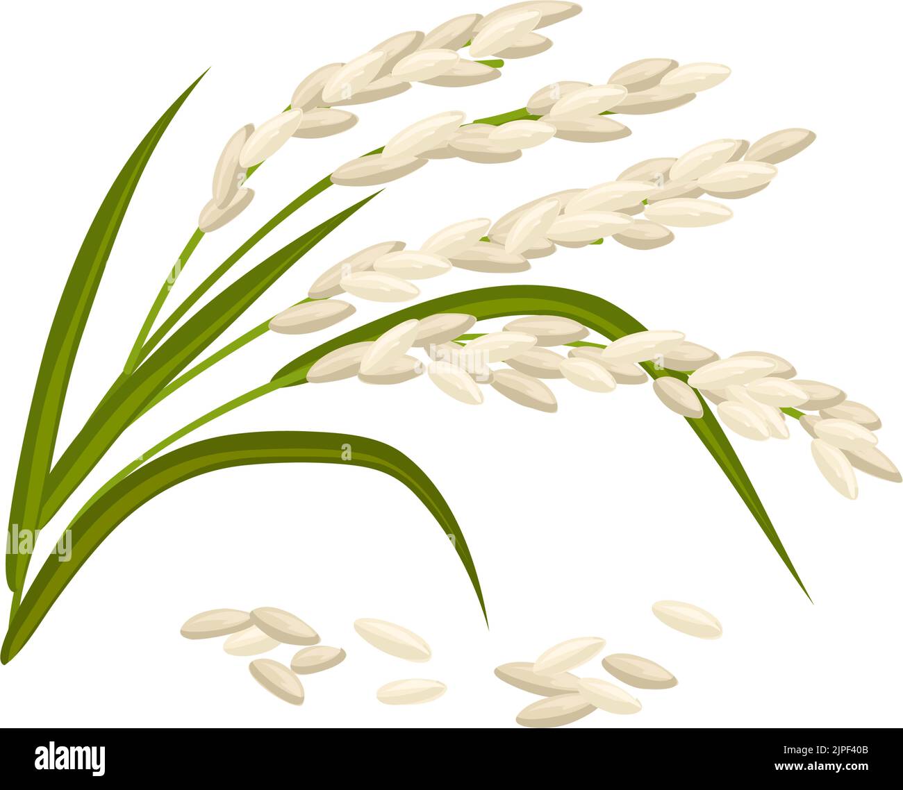 Paddy rice isolated green plant with seeds. Vector white cereal grains ...