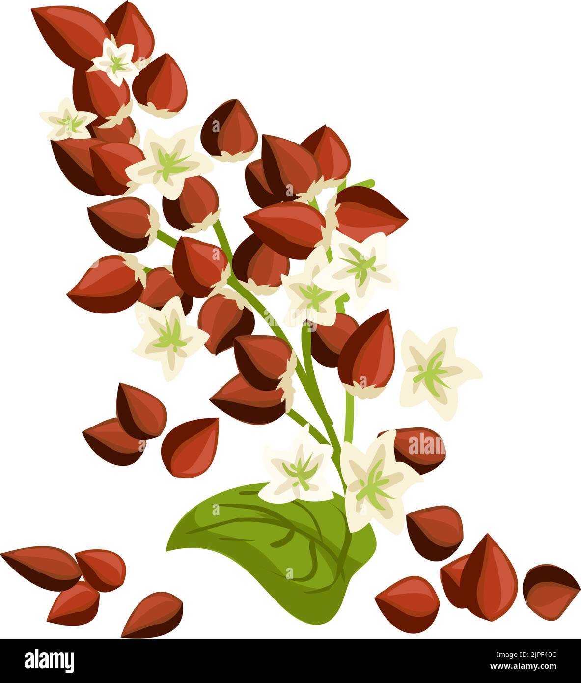 Buckwheat plant with seeds and blossom vector. Agriculture and ...