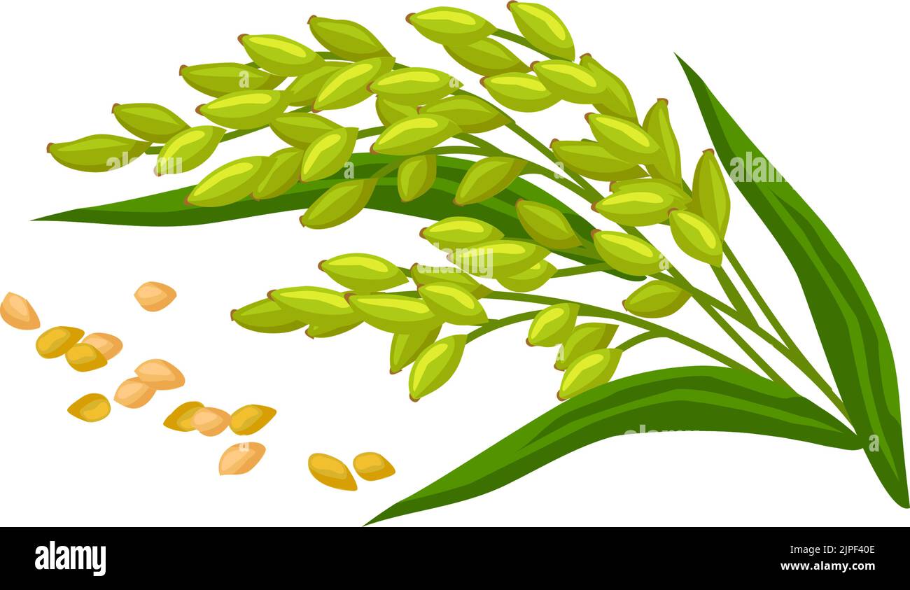 Green oat plant and seeds isolated organic cereals. Vector rye grains ...