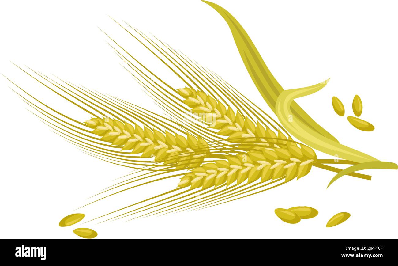 Rye plant and seeds isolated ears of wheat and grains. Vector barley ...