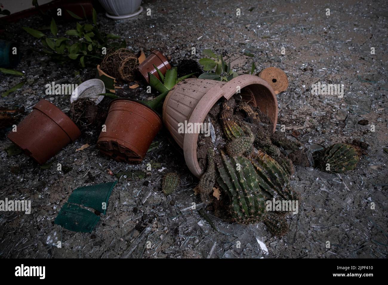 A cactus in a broken pot and shattered glass seen at Petro Mohyla Black ...
