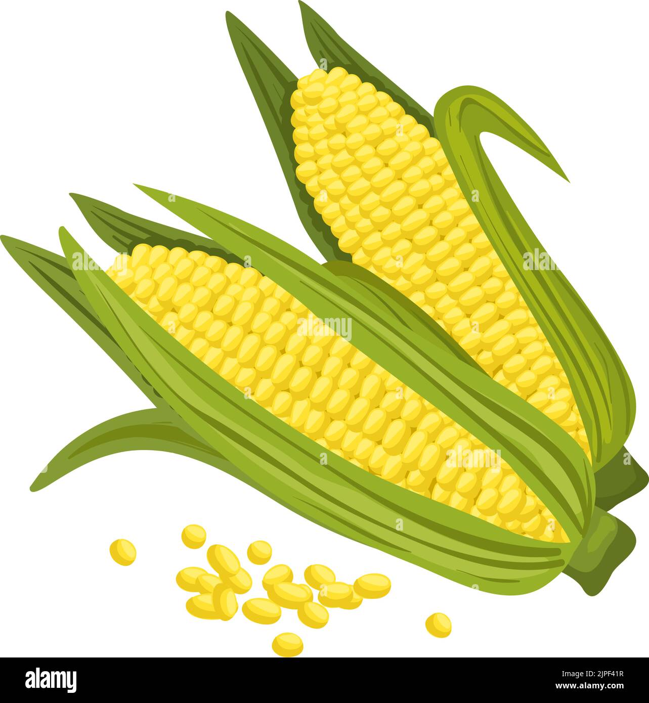 Corn cobs and maize grains isolated. Vector sweetcorn corncobs ...