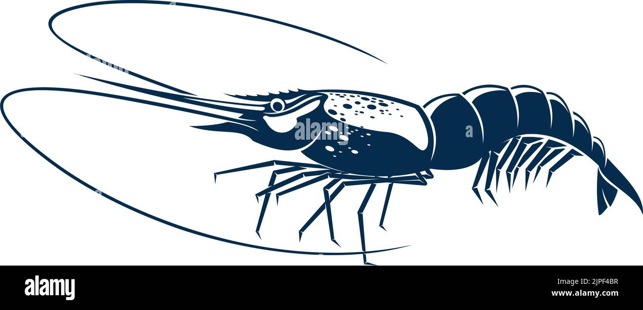 Shrimp isolated shellfish crustaceans. Vector prawn, seafood ...