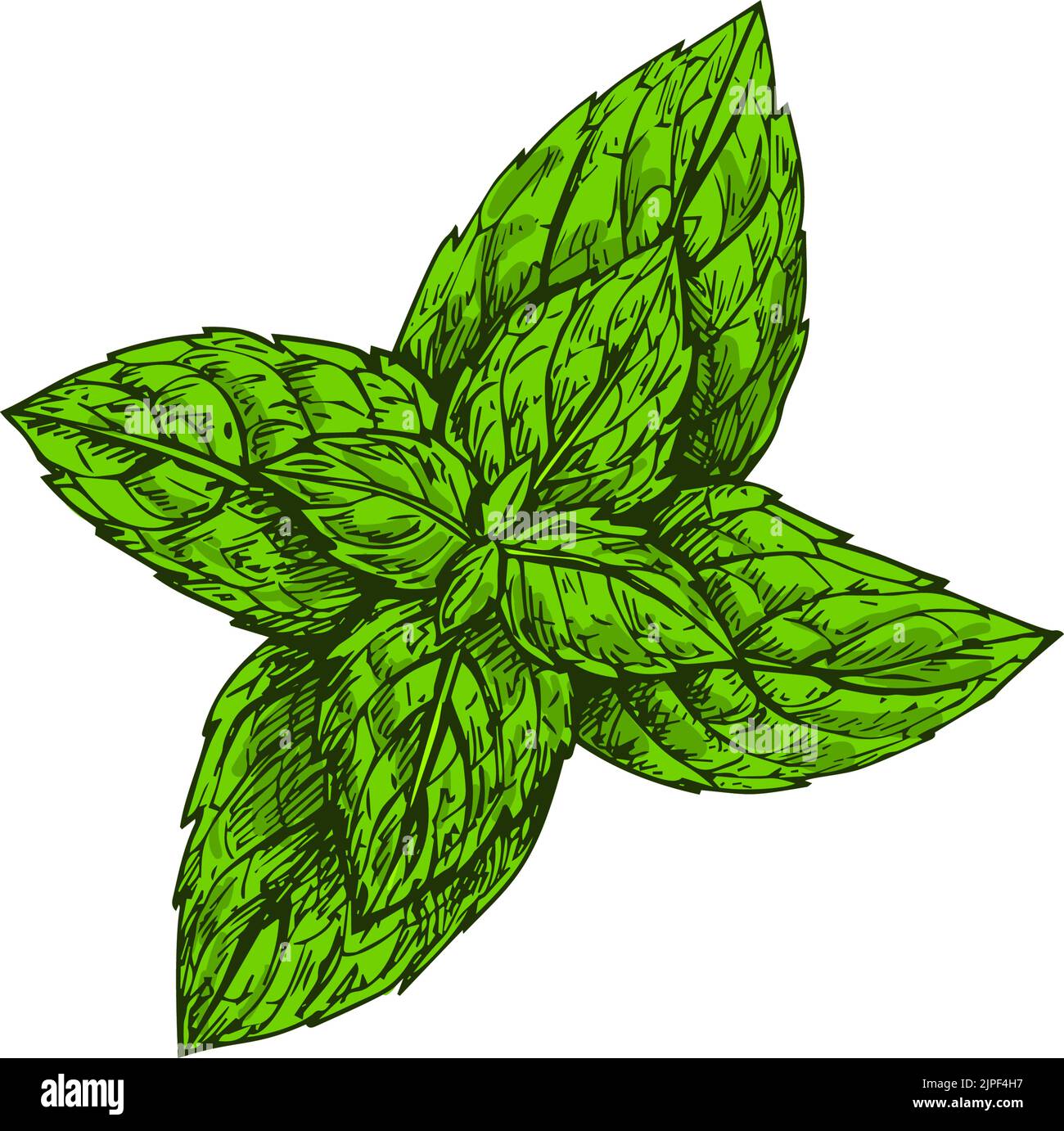 Hybrid mint Stock Vector Images - Alamy