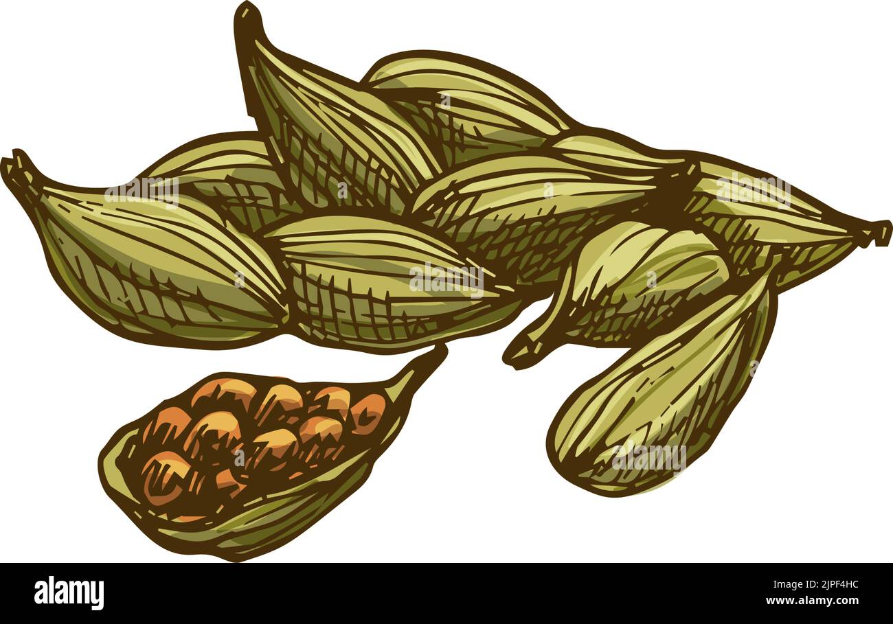 Black cardamum Stock Vector Images - Alamy