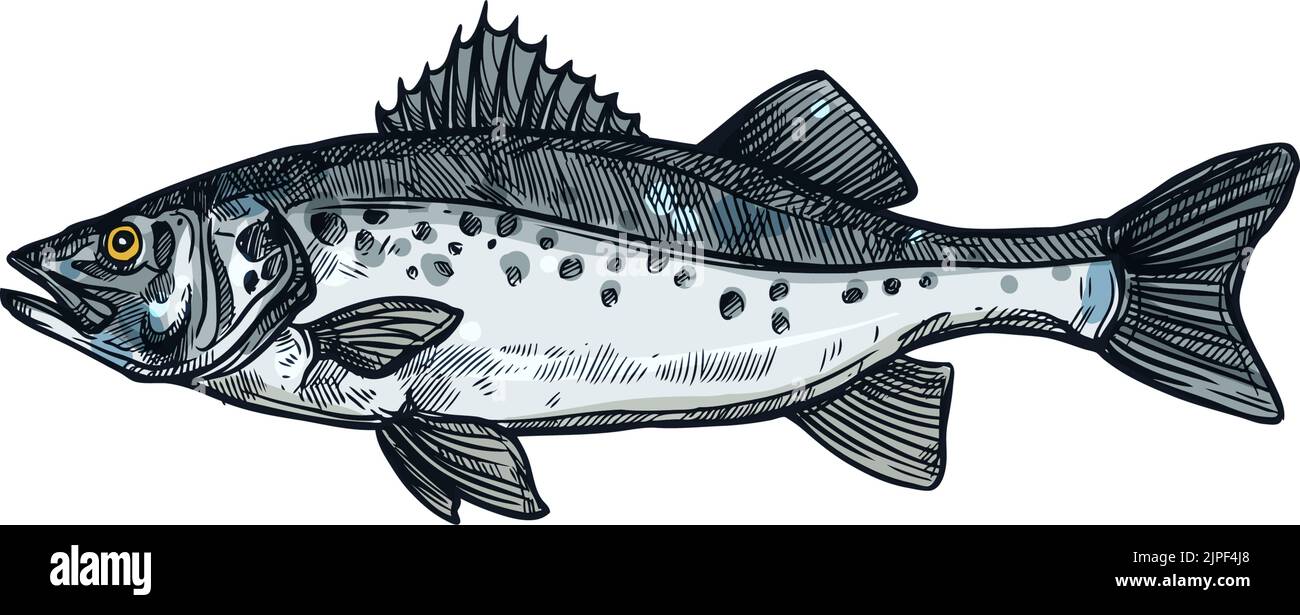 Barred sand bass isolated sea fish, potato cod sketch. Vector redbanded ...