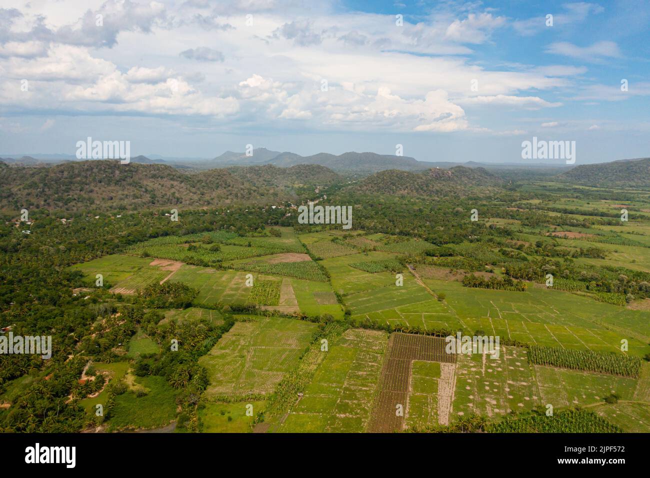 Agricultural land with green plantings in the rural area. Sri Lanka ...