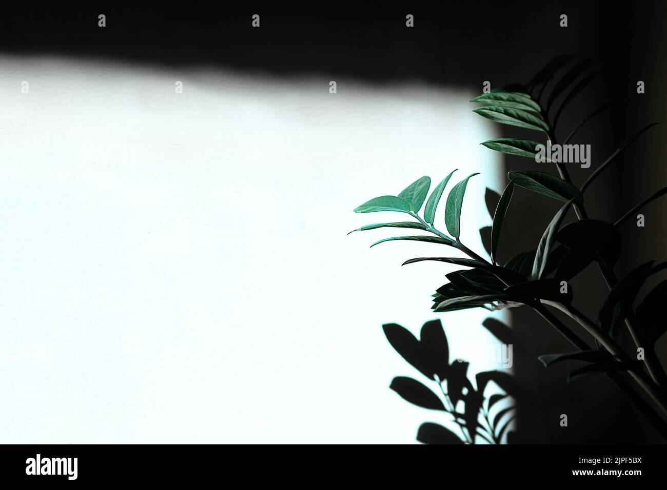 Plant shadow on the white surface . Houseplants with shade on the wall ...