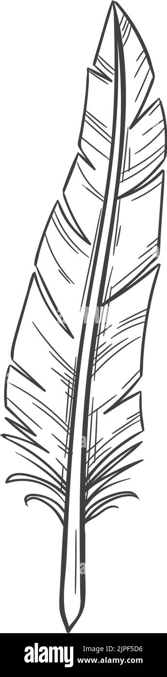 Retro quill or feather pen isolated writing tool sketch. Vector old ...