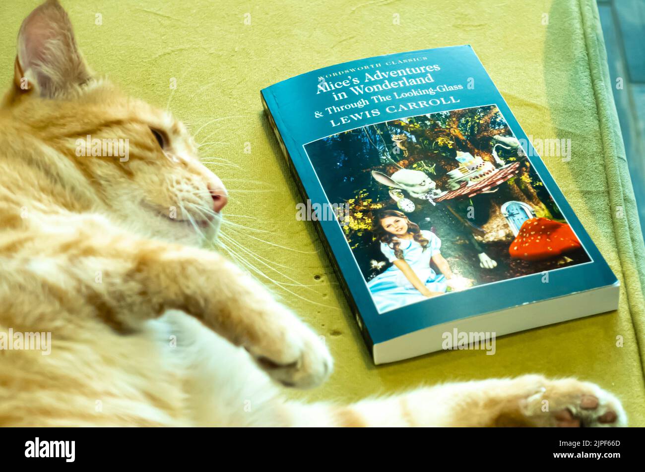 A cat with Alice's Adventures in Wonderland - Novel by Lewis Carroll ...