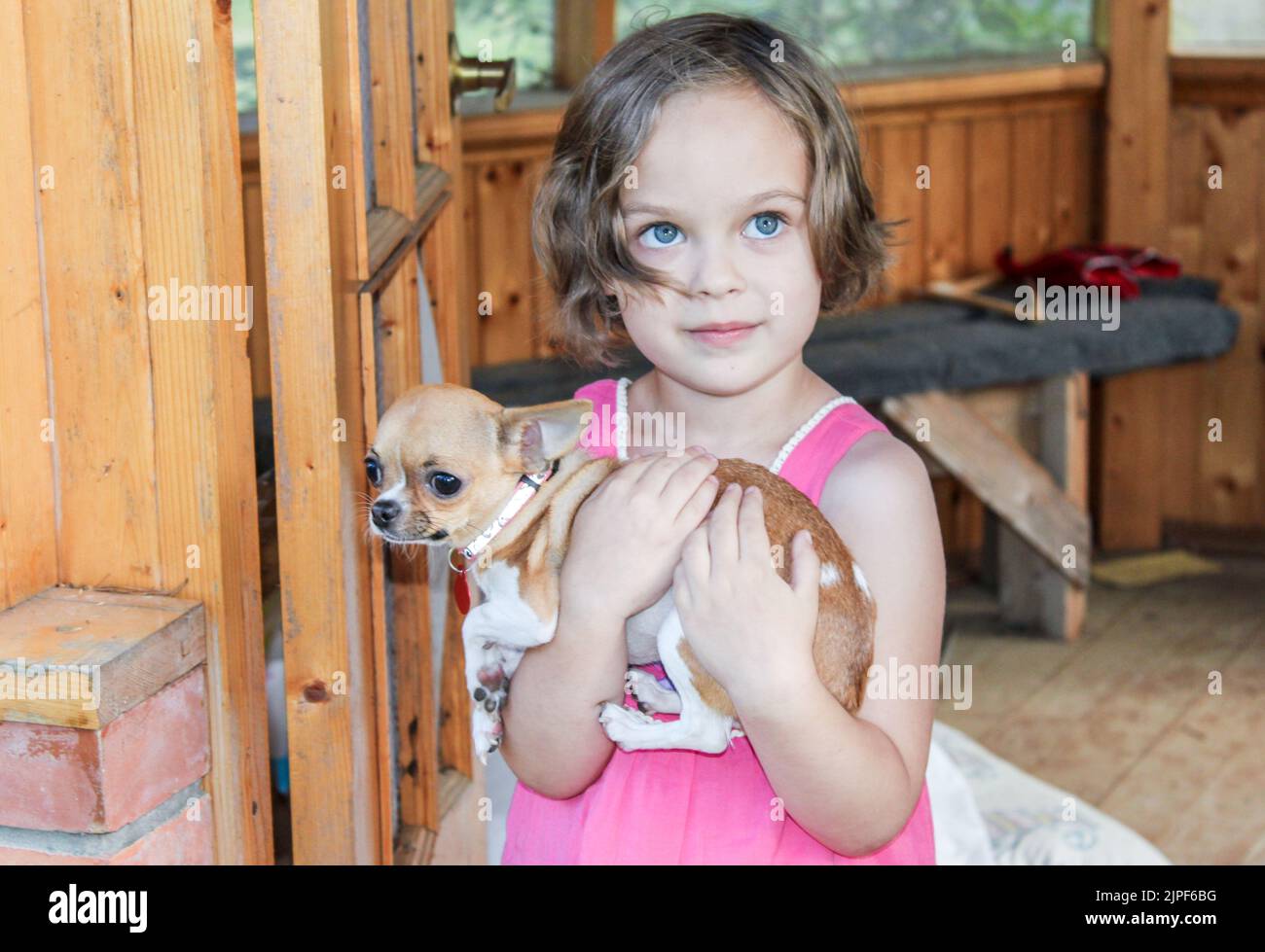 A pretty toddler girl with big blue eyes holds a small chihuahua dog in ...