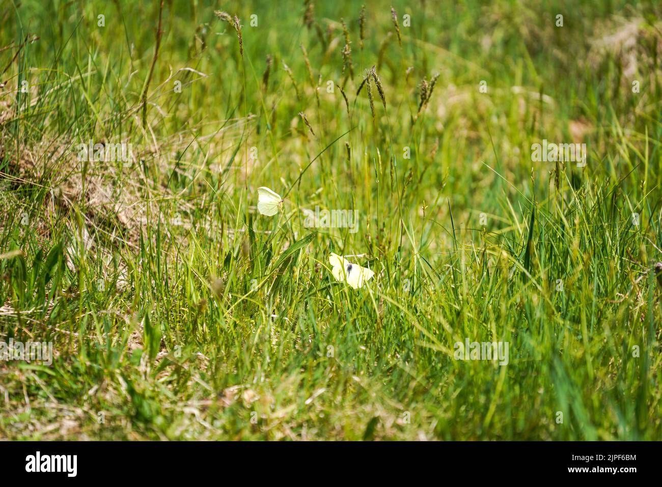 Summer meadow flying butterflies hi-res stock photography and images ...