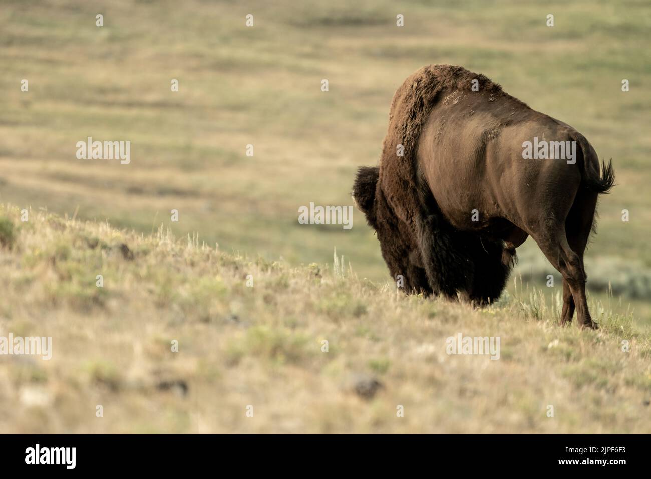 Yellowstone bison on ridge hi-res stock photography and images - Alamy