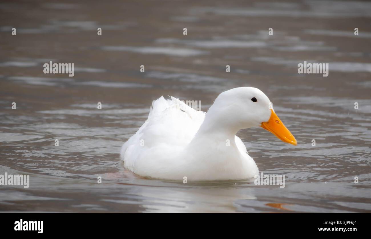 Fishing pond geese hi-res stock photography and images - Alamy