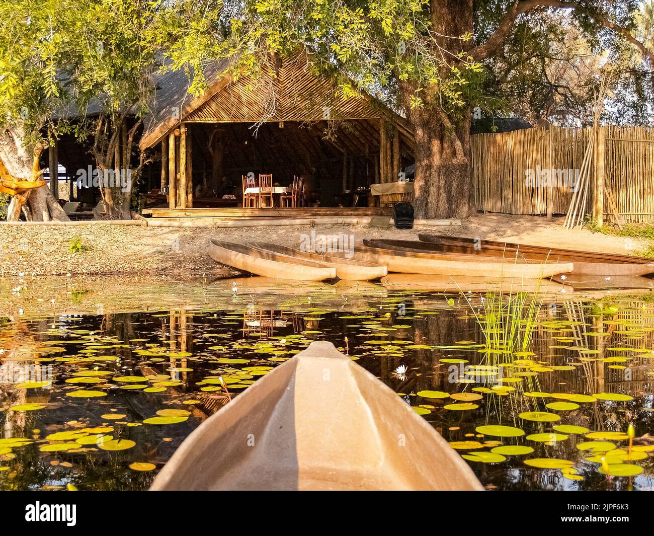 Water lily pond with dugout canoe arriving on Okavango Delta wetland ...