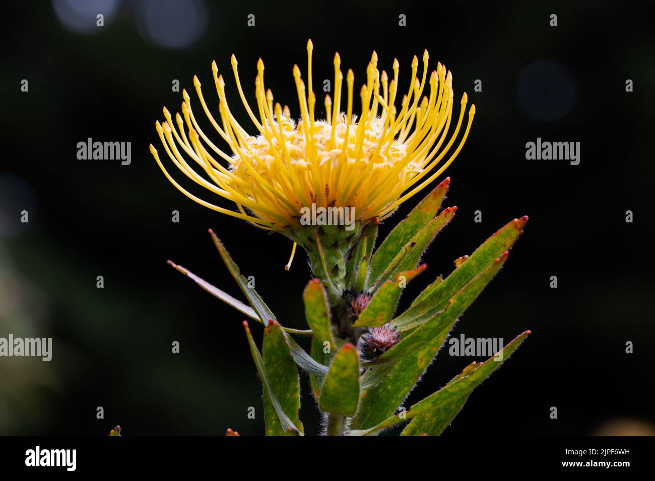 Close up of yellow flower head of a leucospermum in the garden at ...