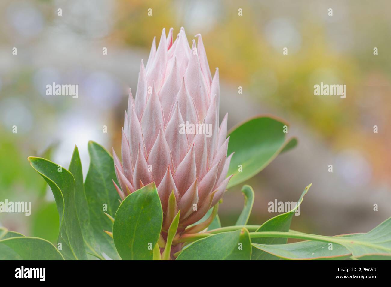 Close up of King protea bud , Protea cynaroides bud is blooming in the ...