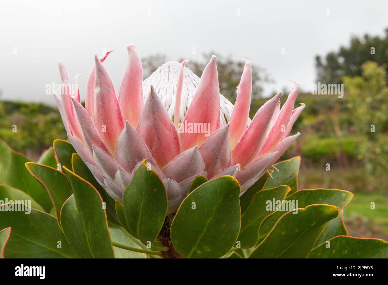Close up of King protea , Protea cynaroides is blooming in the garden at Hawaii Stock Photo - Alamy