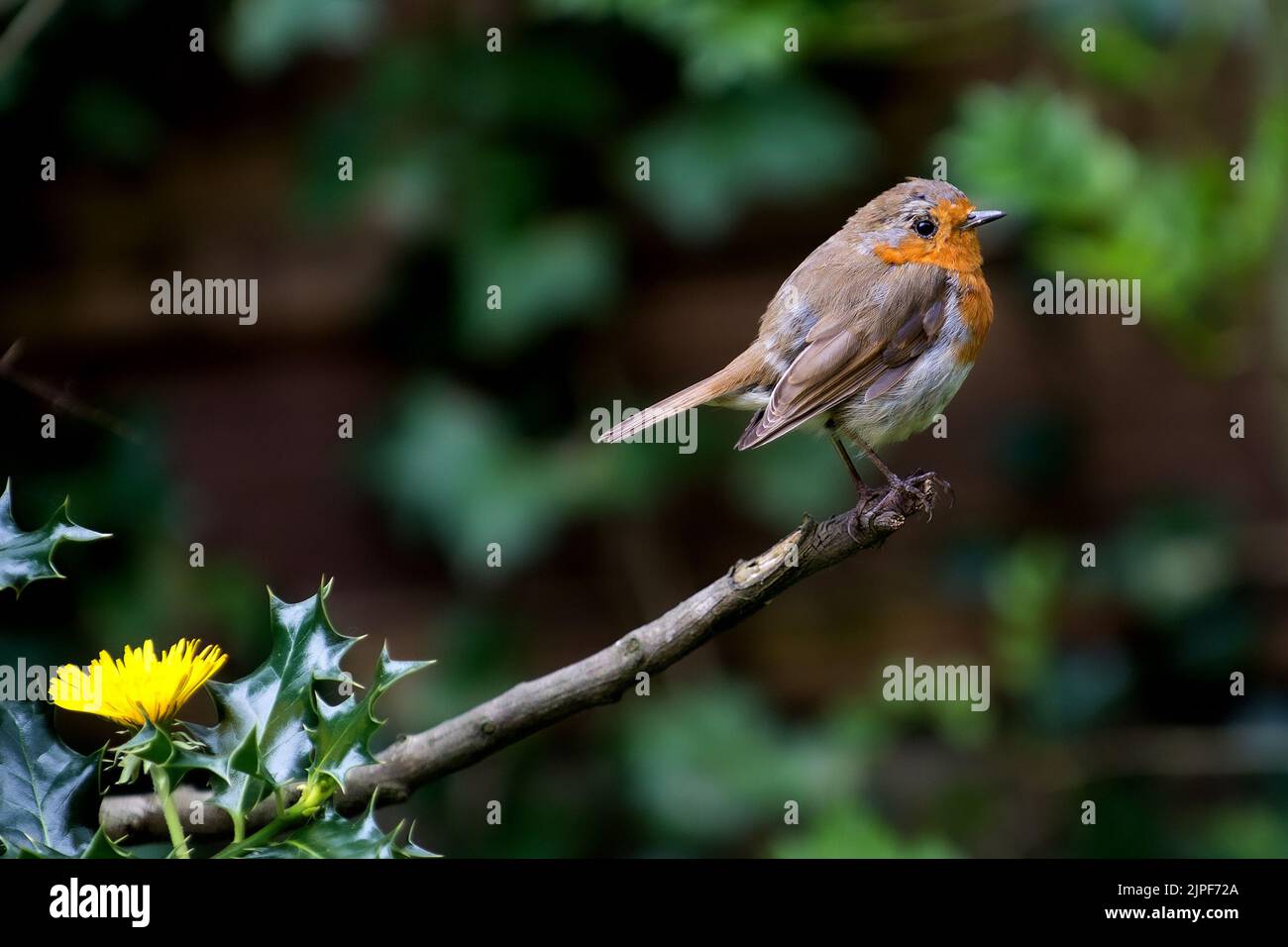 Blue tit perches on a branch at Elton Bury UK Stock Photo - Alamy
