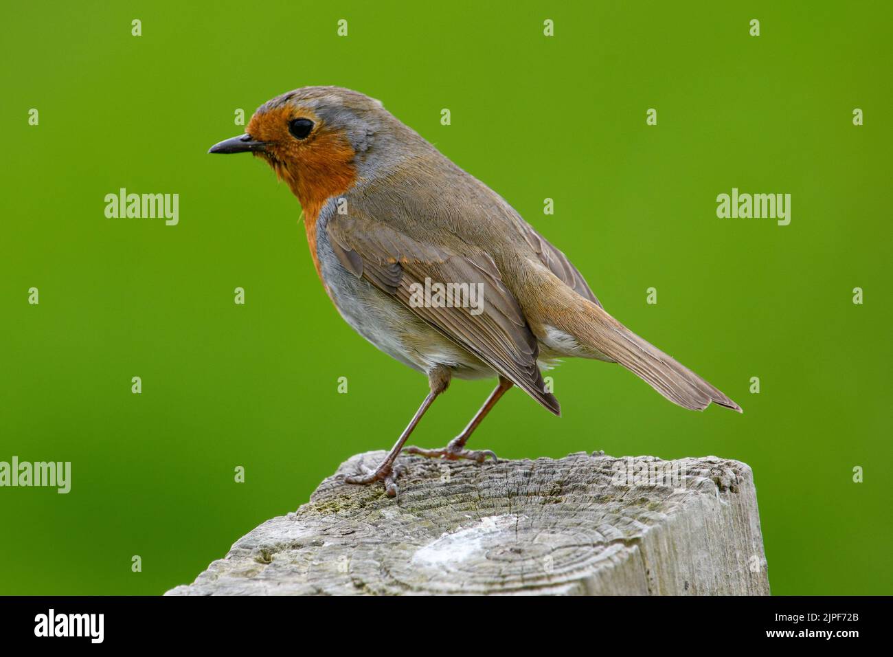 Robin perches on a post at Elton Bury UK Stock Photo - Alamy