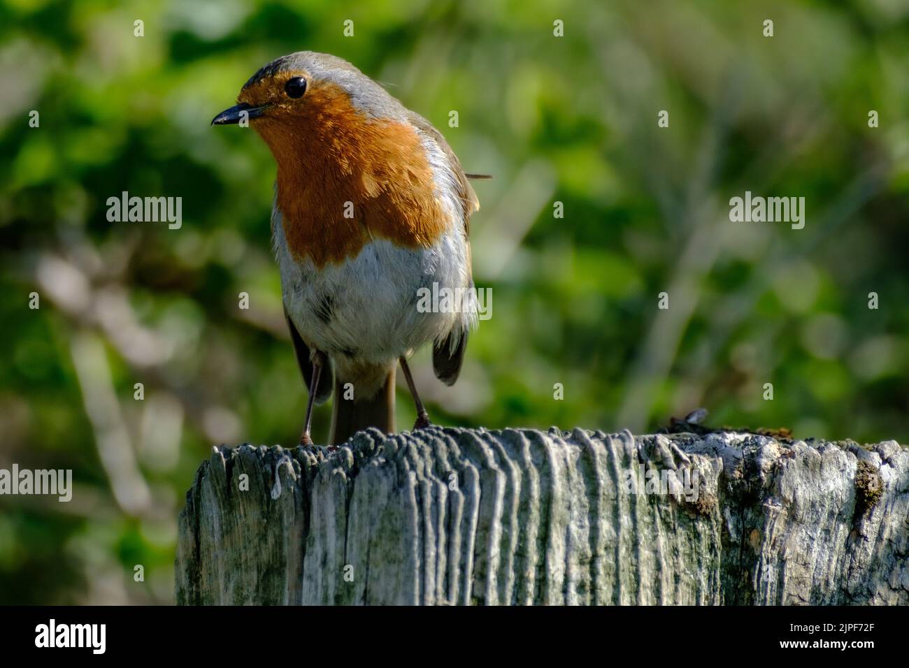 Robin perches on a post at Elton Bury UK Stock Photo - Alamy