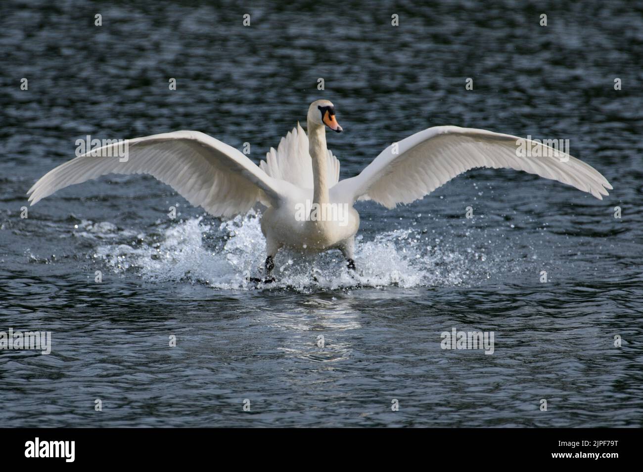 Mute Swan landing, Moses Gate Country Park, Bolton UK Stock Photo - Alamy