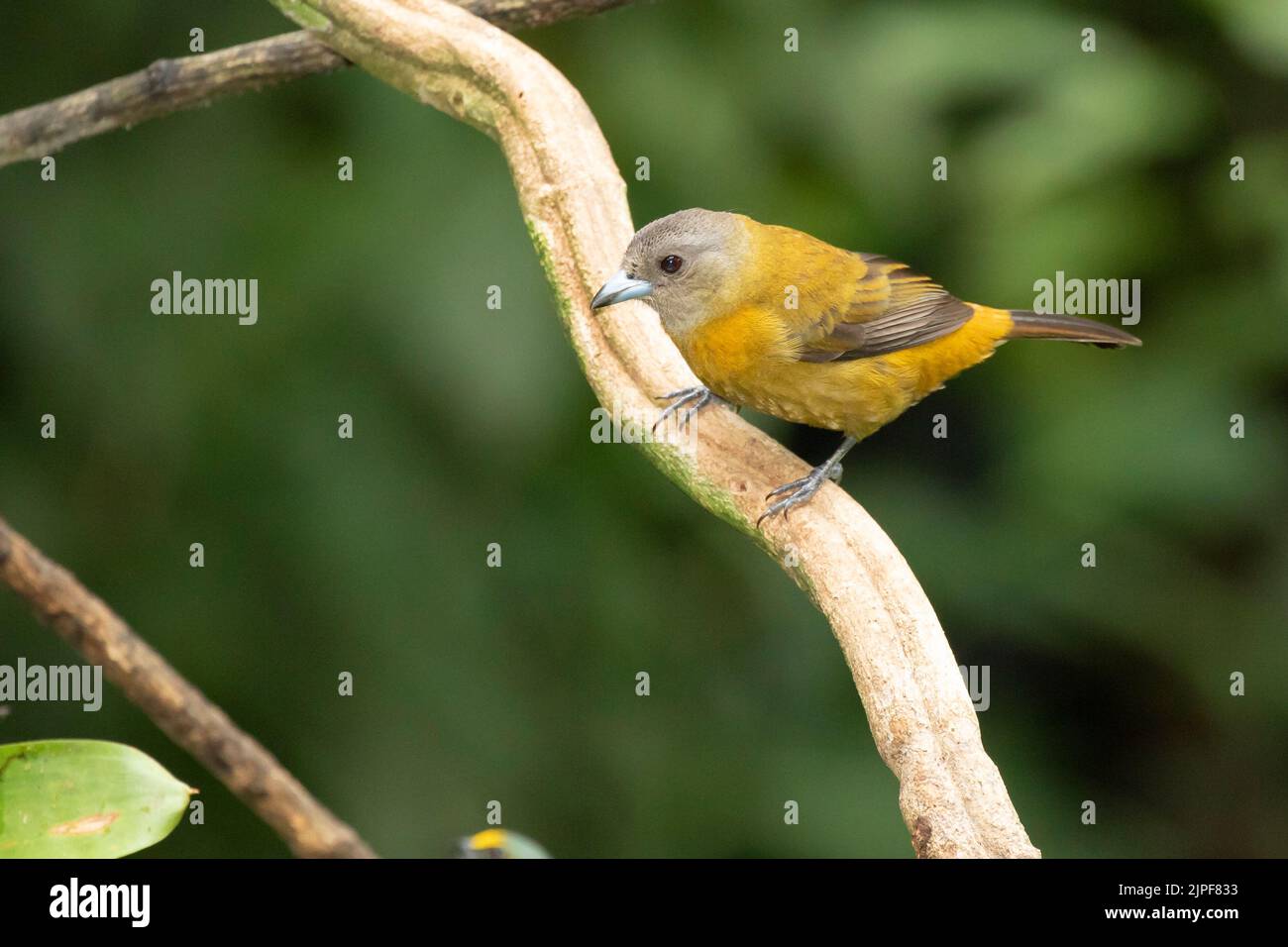 Passerini's Tanager (Ramphocelus passerini) female Stock Photo - Alamy