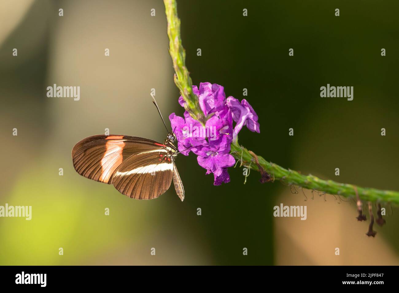 View postman hi-res stock photography and images - Alamy