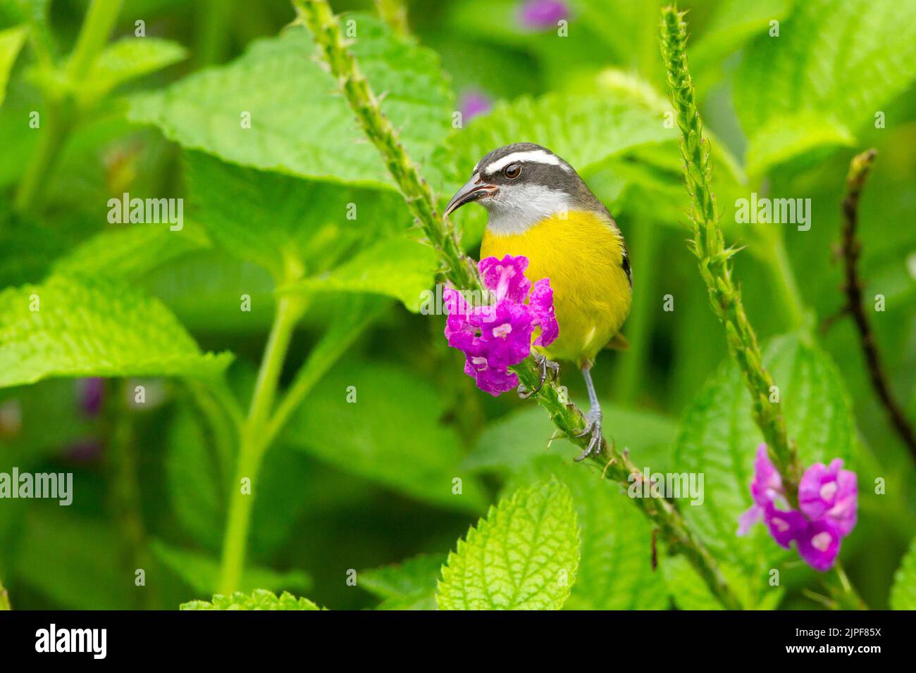 Bananaquit (Coereba flaveola Stock Photo - Alamy