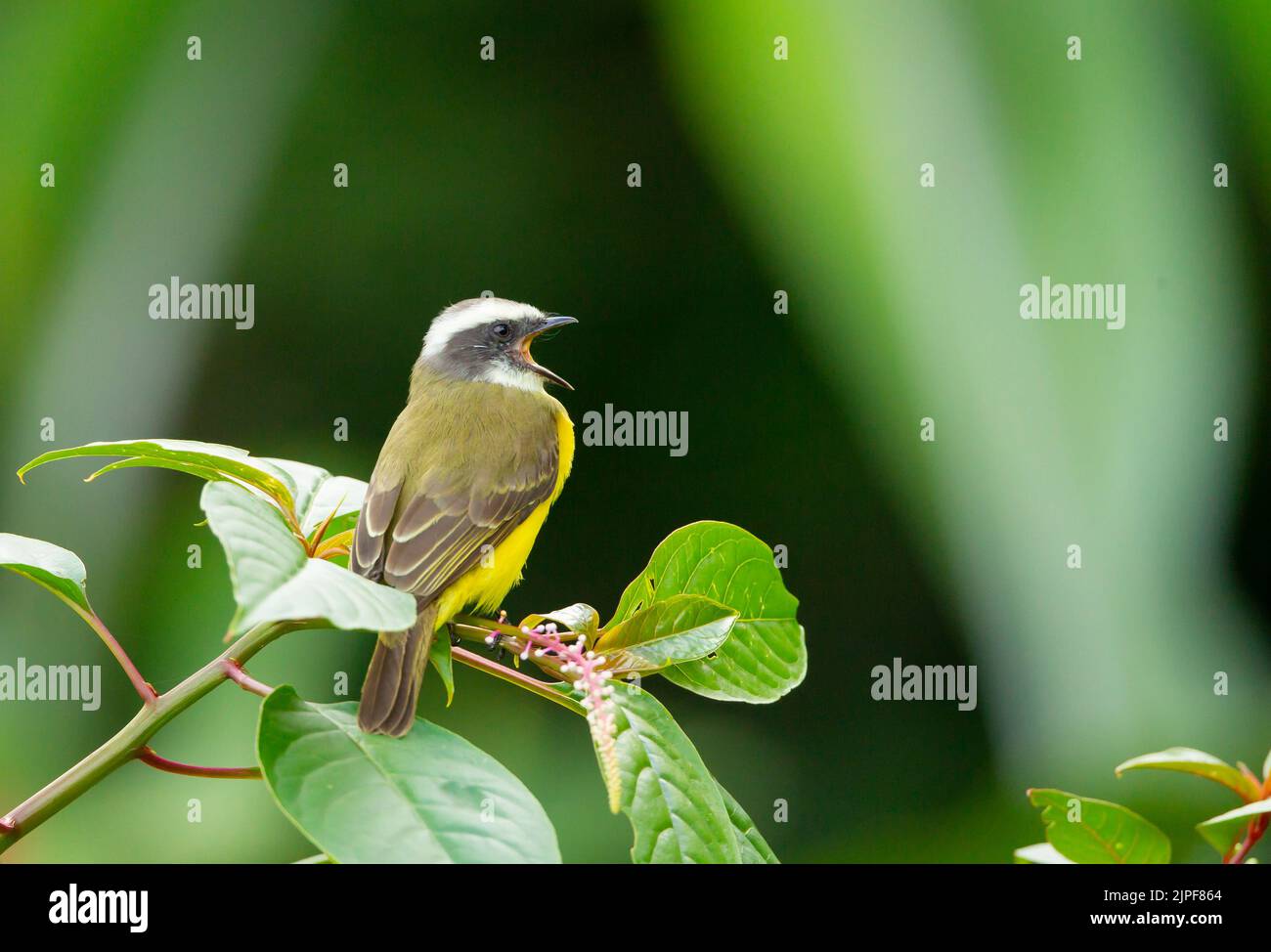 Similis hi-res stock photography and images - Alamy