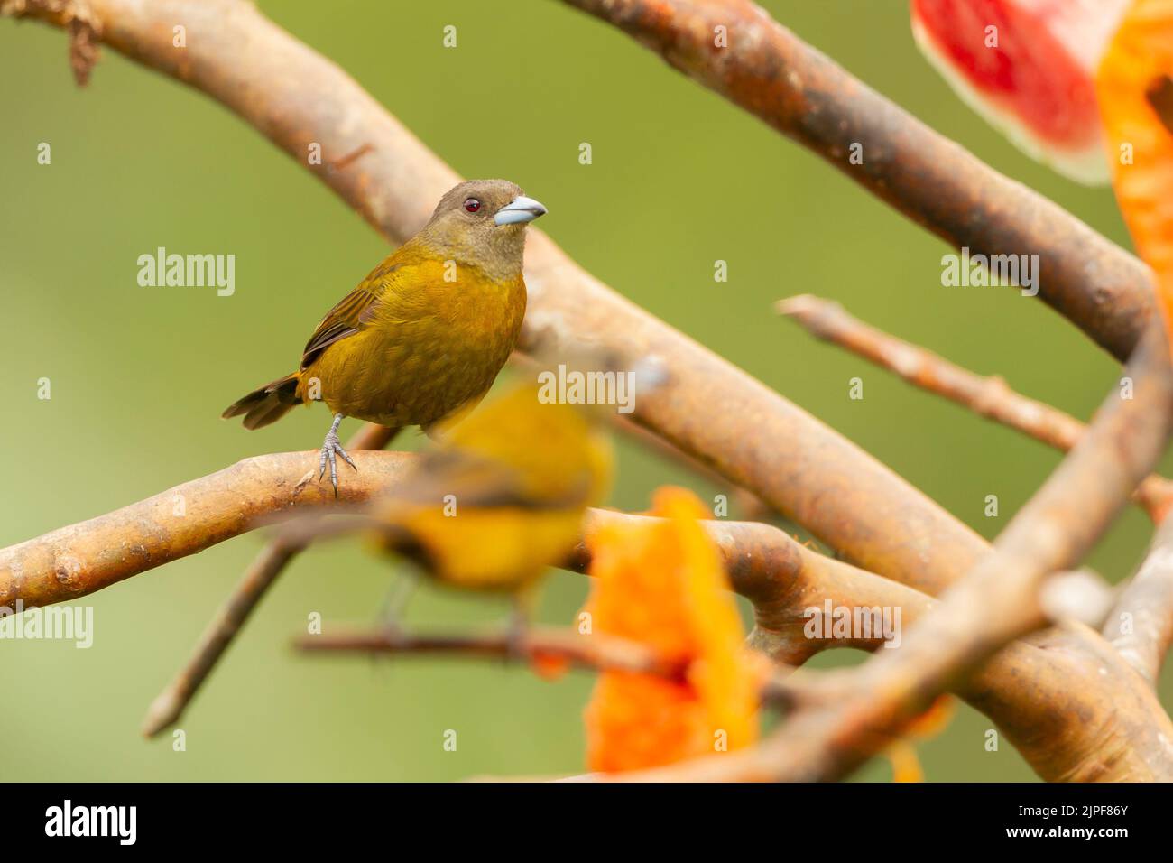 Passerini's Tanager (Ramphocelus passerini) female Stock Photo - Alamy
