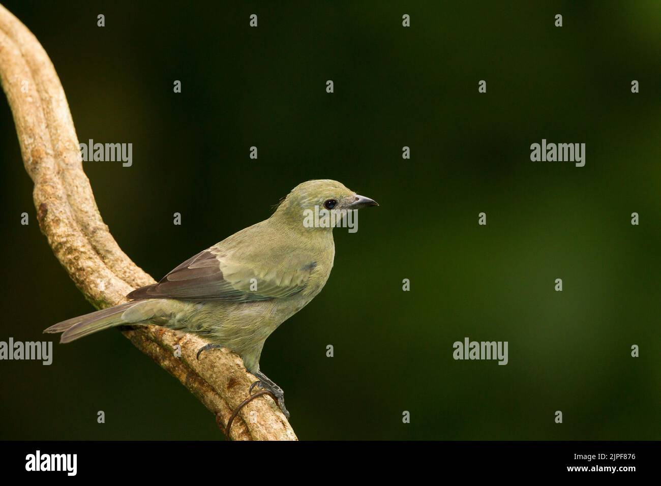 Palm Tanager (Thraupis palmarum Stock Photo - Alamy