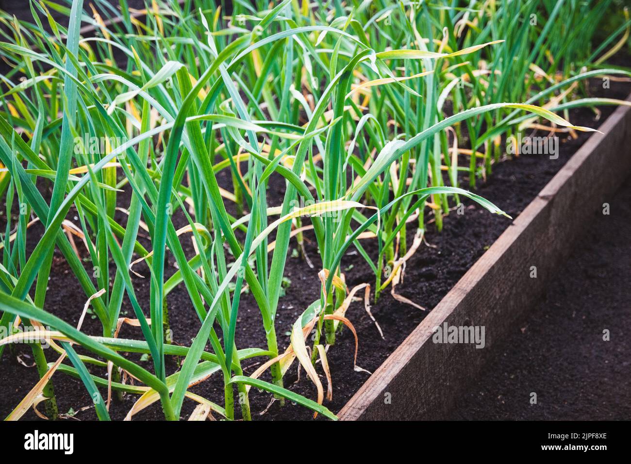 garlic plants in the garden bed, growing organic garlic Stock Photo - Alamy