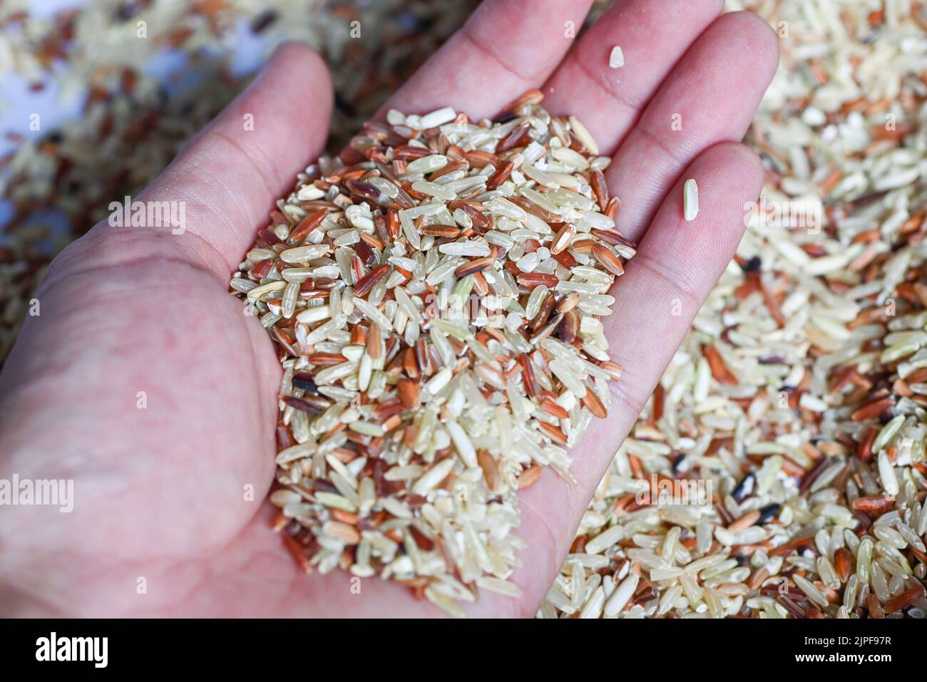 brown rice in hand, raw various rice color mixed thai rice for cooking ...