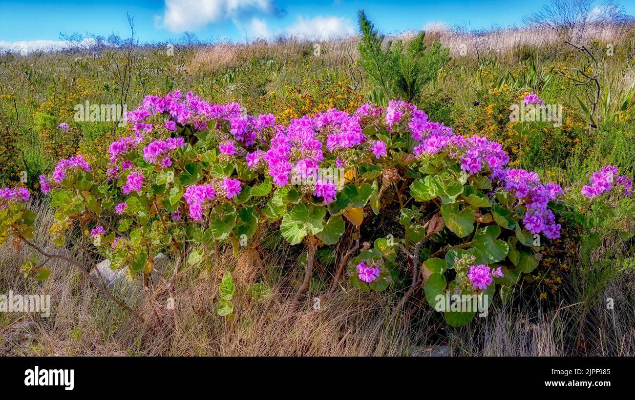 Table mountain national park flowers hi-res stock photography and ...