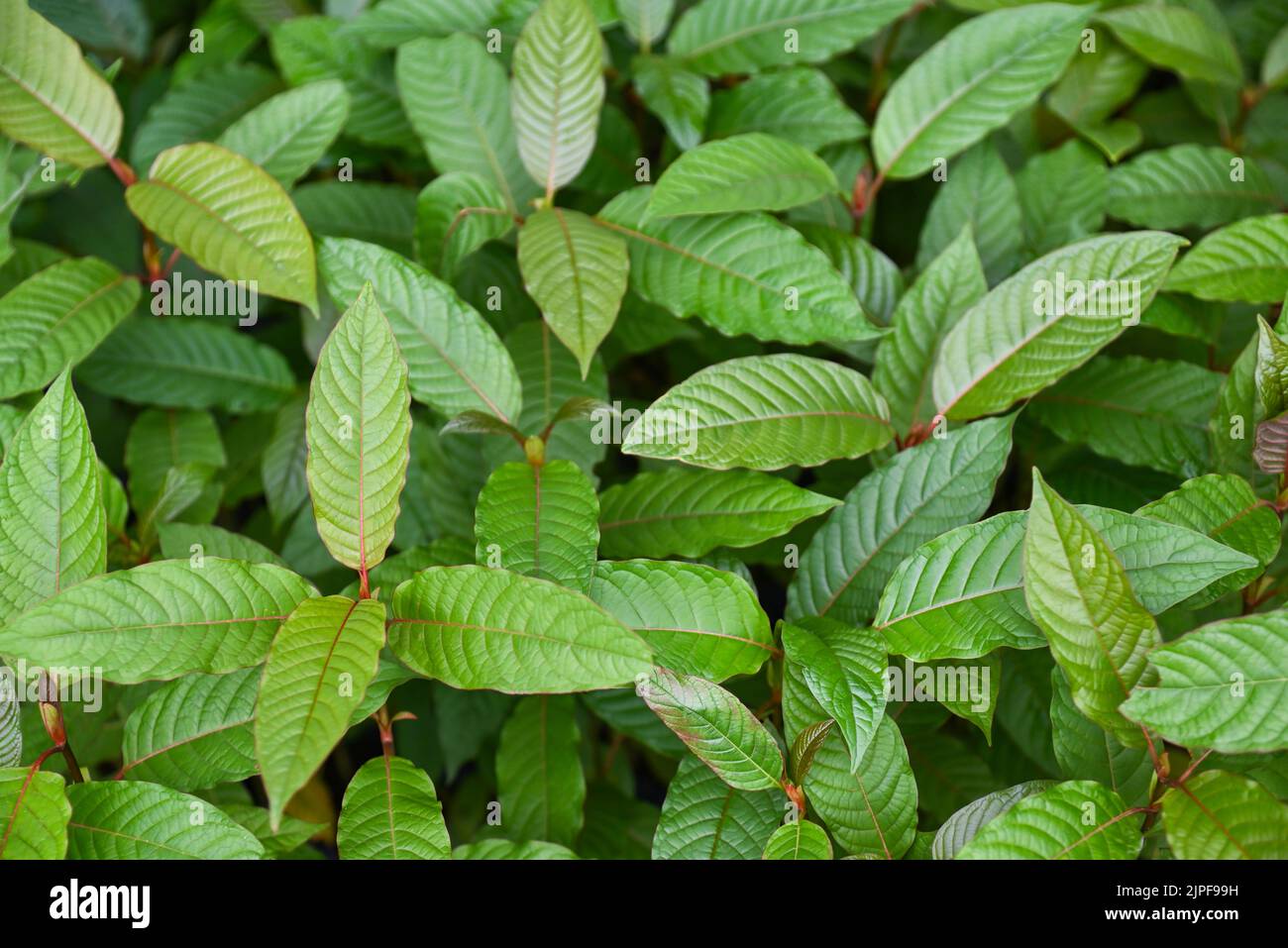 kratom tree grows on dark plant tree kratom leaves - Mitragyna speciosa ...