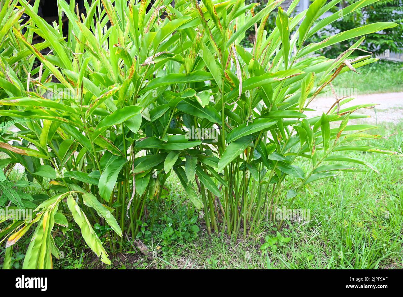 galangal tree plantation with green leaves on the summer in the ...