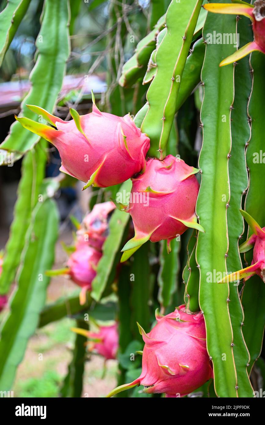 pitahaya plantation dragon fruit in thailand in the summer, dragon ...