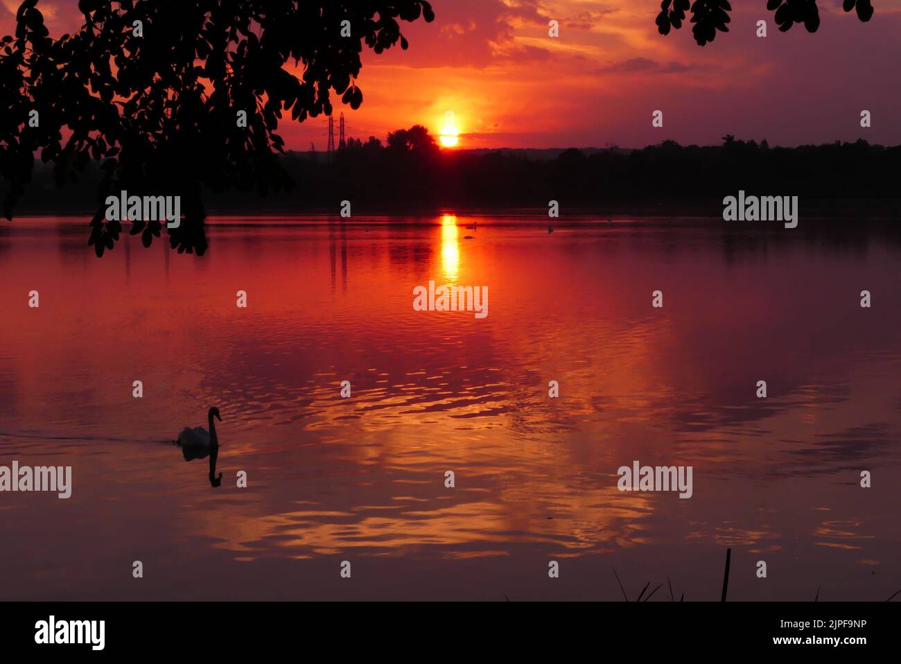 Sunrise or sunset over the water. Passage of a swan on a lake Stock ...