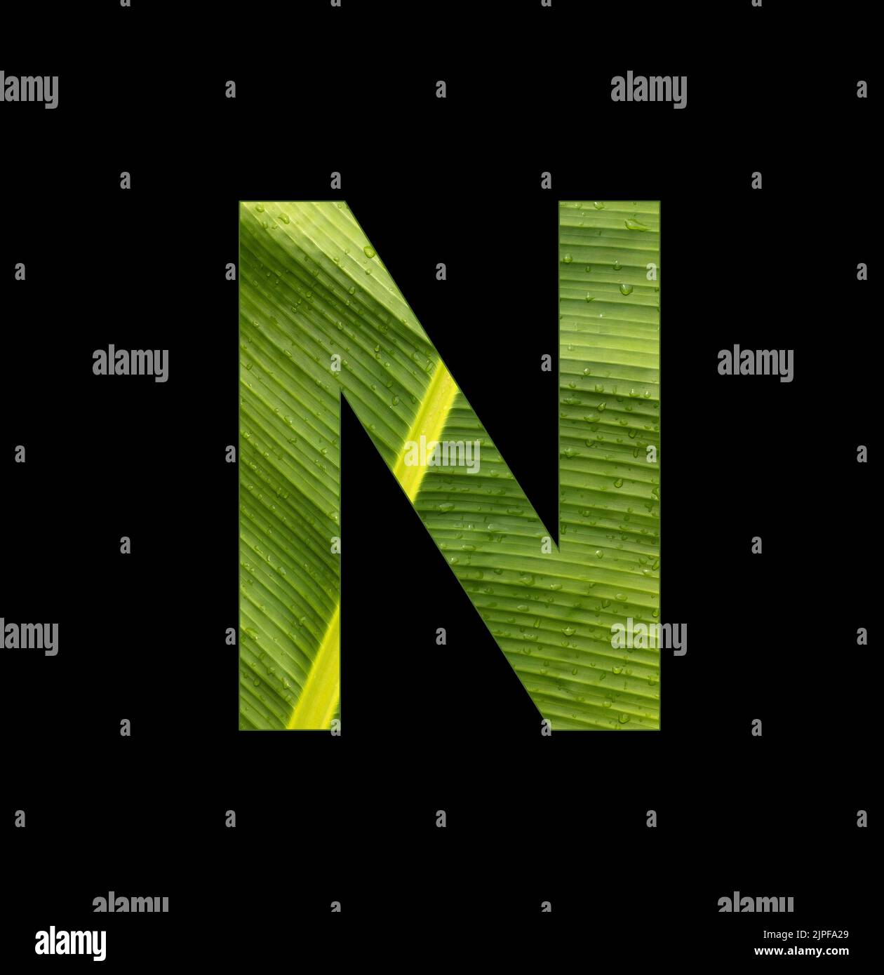 Alphabet letter N - Banana leaf background, natural background Stock ...