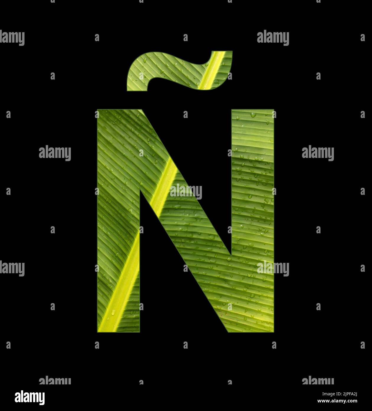 Alphabet letter Ñ - Banana leaf background, natural background Stock ...