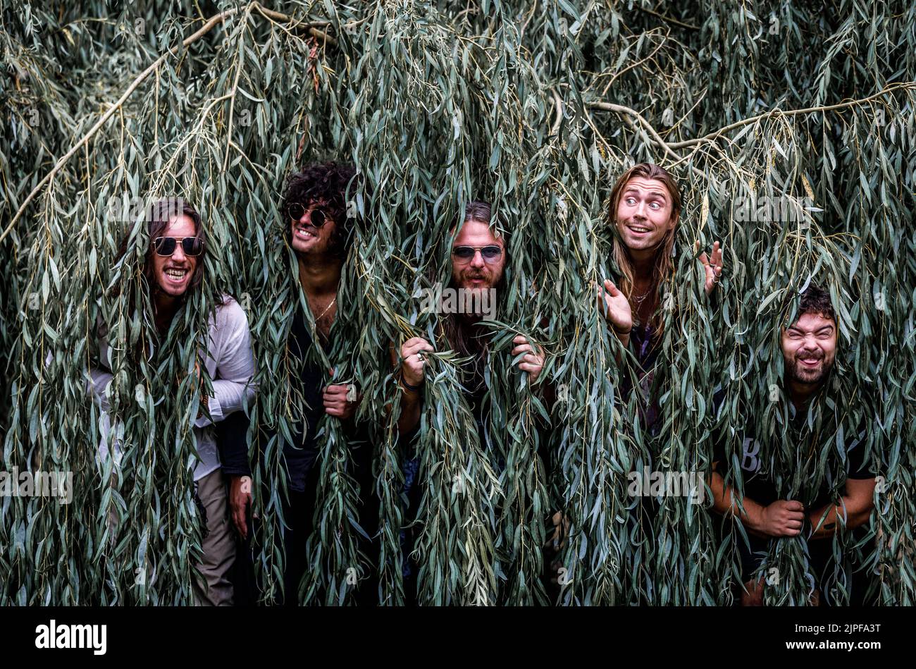 Five men poke their heads through weeping willow tree branches pulling ...