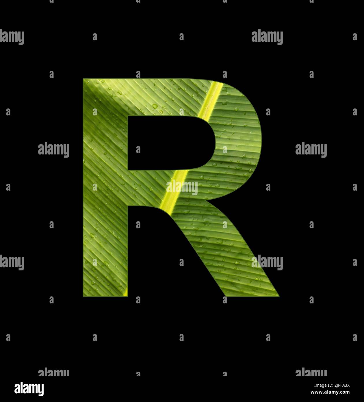 Alphabet letter R - Banana leaf background, natural background Stock ...