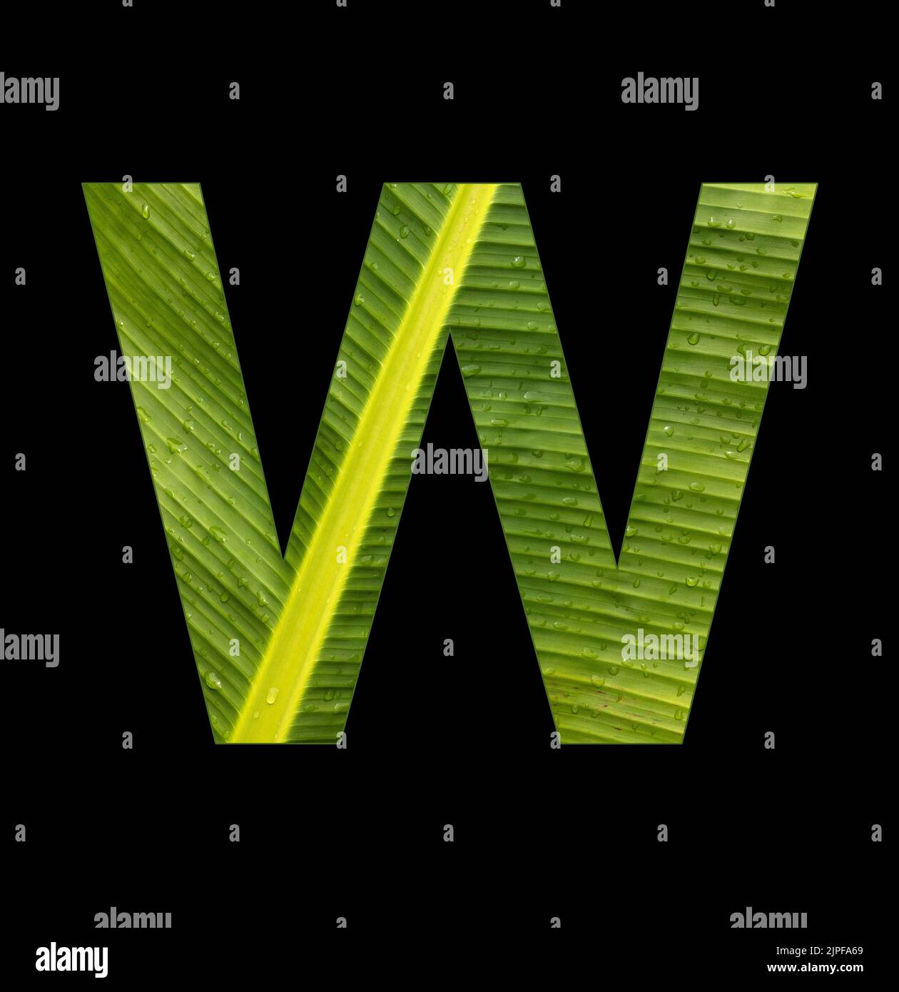 Alphabet letter W - Banana leaf background, natural background Stock ...