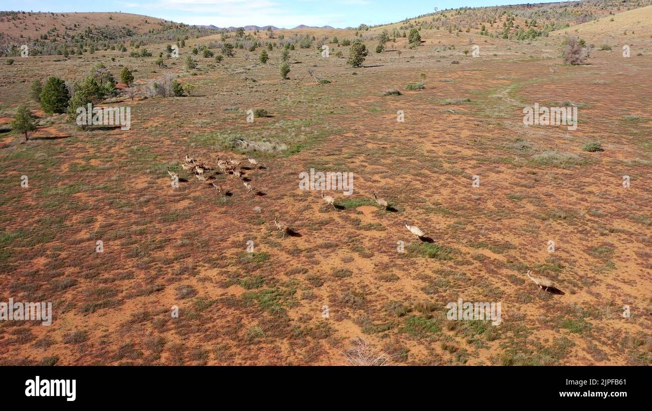 Flock of Emus running in the flinders ranges of South Australia Stock ...